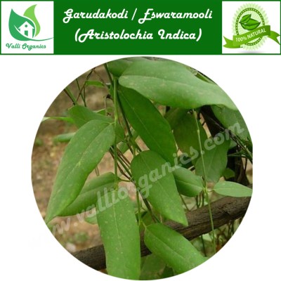Fresh Garuda Kodi Herbs available online at affordable price with Valli ...