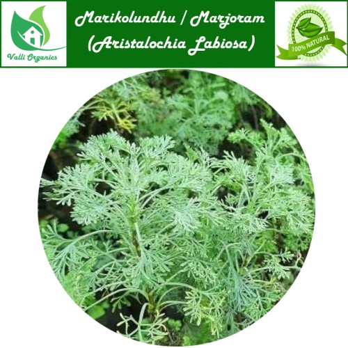 Marikozhundhu Powder online at low price in Valli Organics