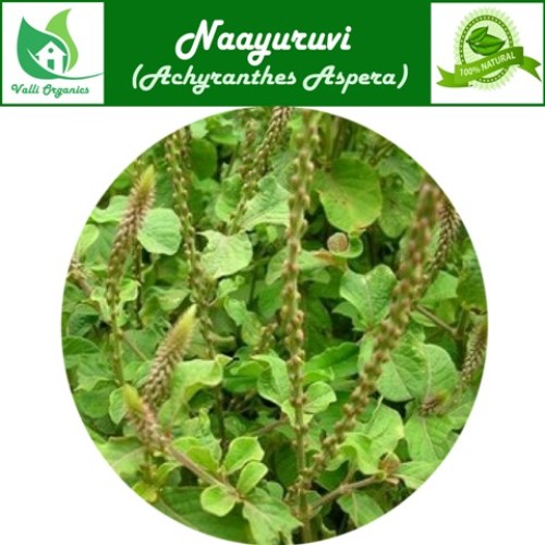 Nayuruvi Powder online at low price in Valli Organics