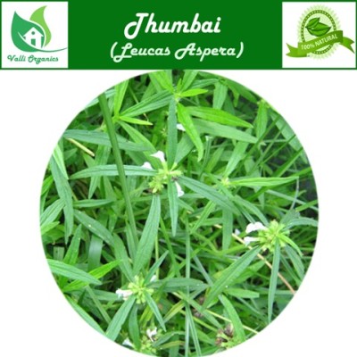 Thumbai Powder online at low price in Valli Organics