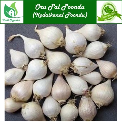 Oru Pal Poondu |Malai Poondu | Single Clove Garlic at low price in ...